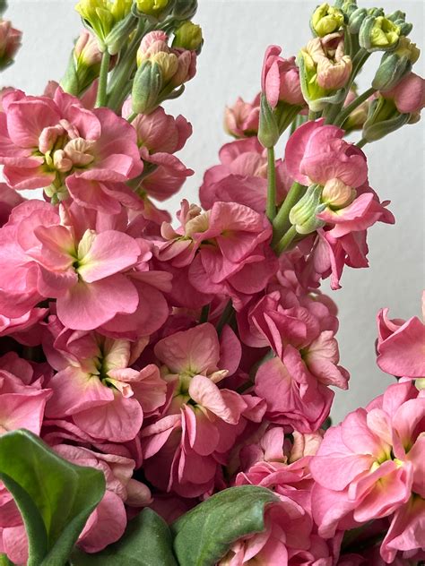 Matthiola Stox Antique Rose