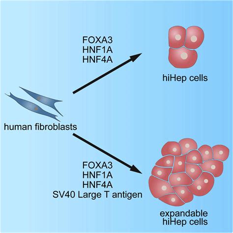 Direct Reprogramming Of Human Fibroblasts To Functional And Expandable Hepatocytes Cell Stem Cell
