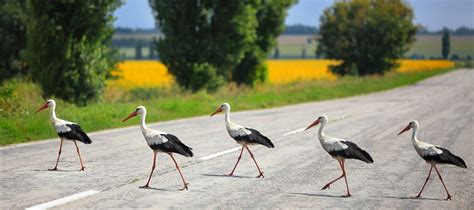 Data Migration Process Strategy Types And Key Steps Altexsoft