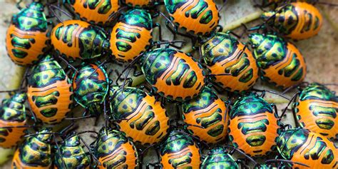 Bug Reports In Beta Testing Centercode