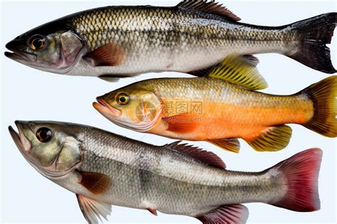 不同品种的鱼高清图片下载 正版图片 摄图网
