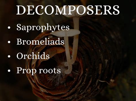 Tropical Rainforest Decomposers
