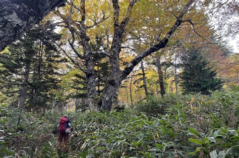 2023 10 15 斜里岳登山道管理 info trek shiretoko