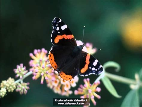 Phulpakharu Fulpakharu Mpg Youtube