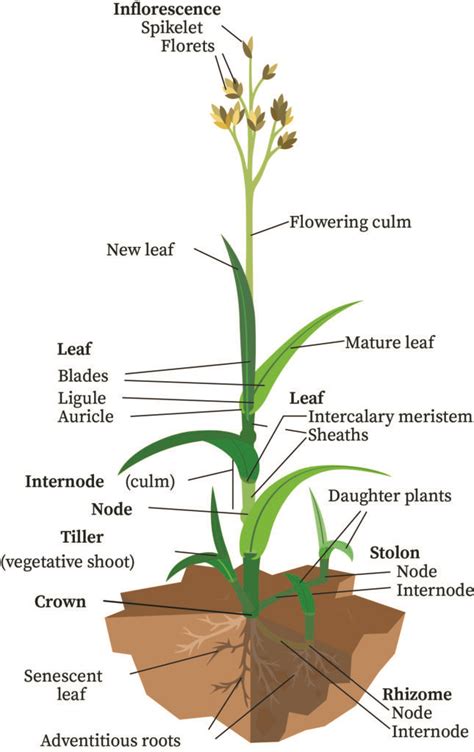 Feature Of The Life Cycle Flowering Seed Plants Home Alqu