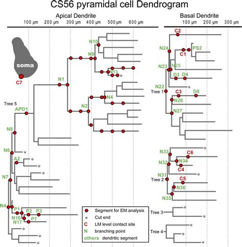 Figures And Data In Functional Effects Of Distinct Innervation Styles