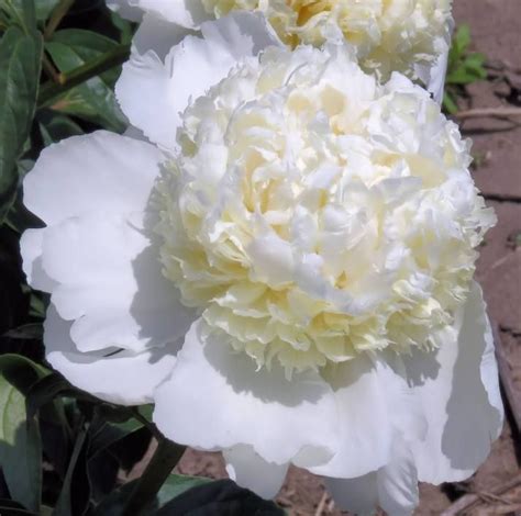 Eastern Star Peony Plants