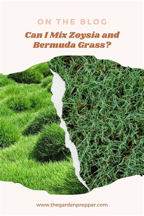 Does Zoysia Grass Go Dormant When And How To Do Maintenance Artofit