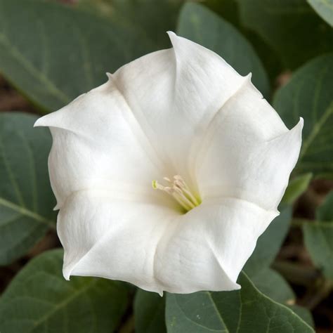 1000 Images About Moon Flowers On Pinterest Moonflower Climbing