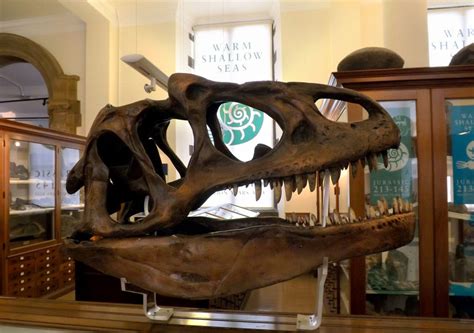 Dinosaur Fossils Museum Uk At Dara Patao Blog