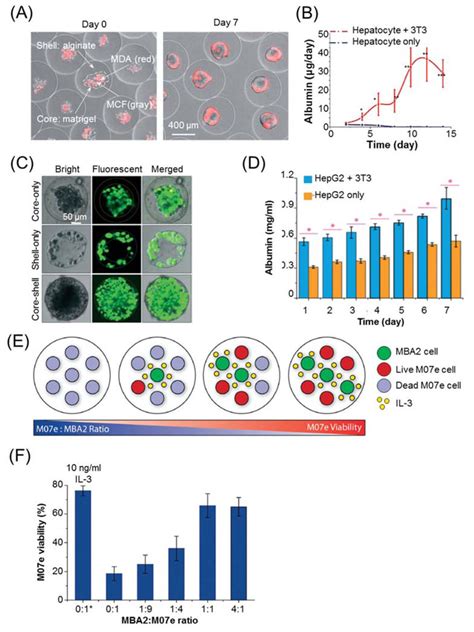 Hydrogel Microencapsulation For 3d Cell Co Culture A Co Culture Of Download Scientific