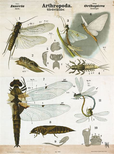 Animal Drawings Nature Art Old Art