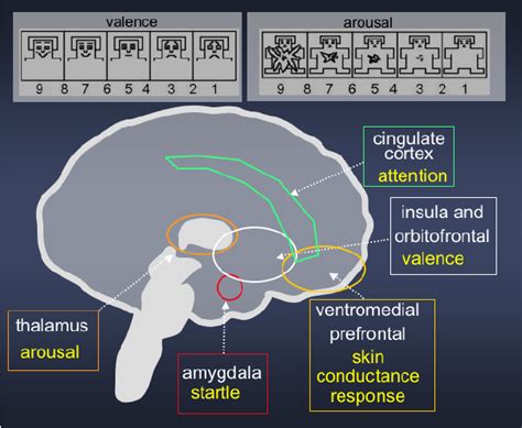 By Using Correlation Analyses Interactions Between Fmri Activation And