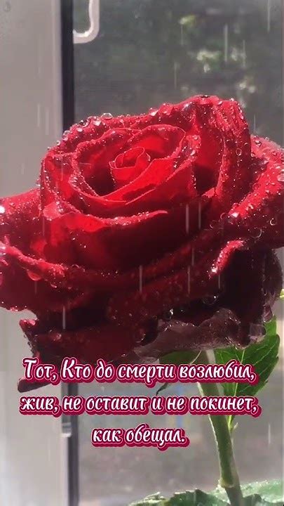 Доброе утро Живите с Богом и для Бога Христианское пожелание Youtube