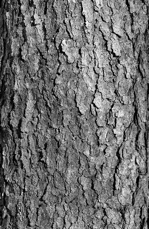 樱桃树皮质地BW