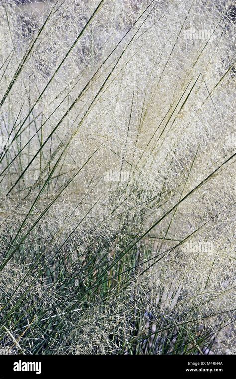 White Cloud Muhly Grass Muhlenbergia Capillaris White Cloud Stock