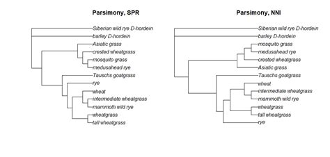 Chapter 15 Building A Parsimony Tree Molecular Phylogenetic Techniques