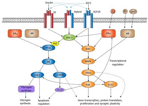 Integrating Insulin Like Growth Factor 1 And Sex Hormones Into