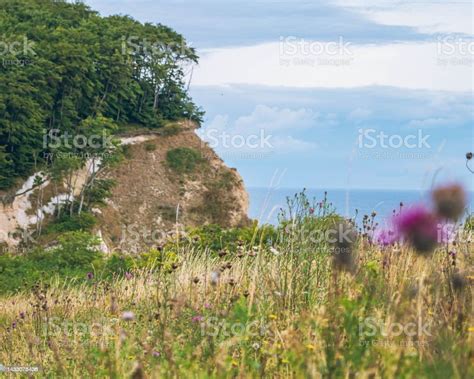 해안선 근처의 숲에 대한 들판에서 야생화와 식물의 아름다운 전망 0명에 대한 스톡 사진 및 기타 이미지 0명 구름 나무 Istock