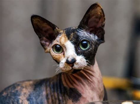 Hairless Cat Names Unique Ideas For Bold Cats Cats Com
