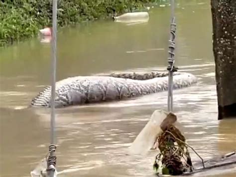 Viral Video Giant Python Caught On Camera Floating In Thai Floodwaters