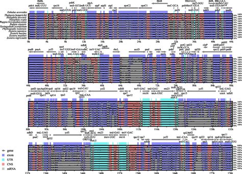 Visualization Of The Alignment Of 12 Chloroplast Genome Sequences Of