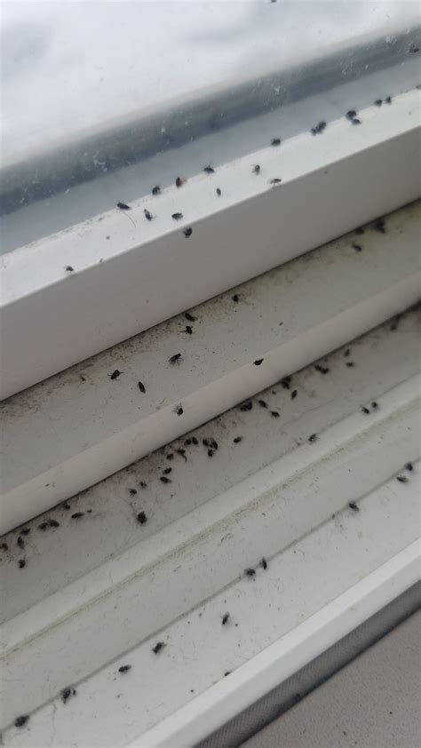 Are These Fungus Gnats Or Something Else Rwhatsthisbug