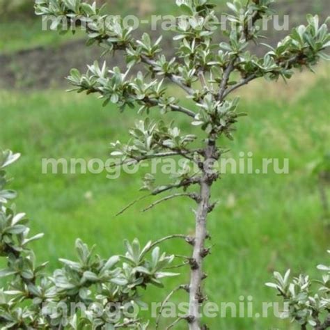 Саженцы Облепиха Гном (мужской опылитель) купить по цене 1300 руб. в ...