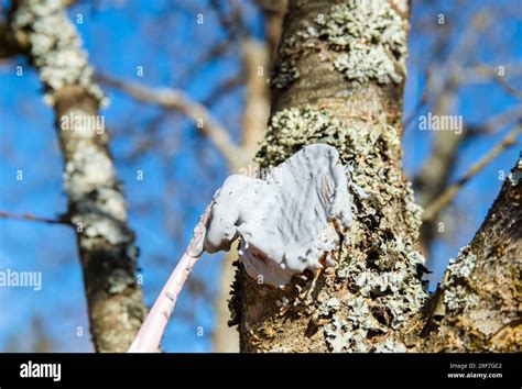 Fruit Tree Fungus