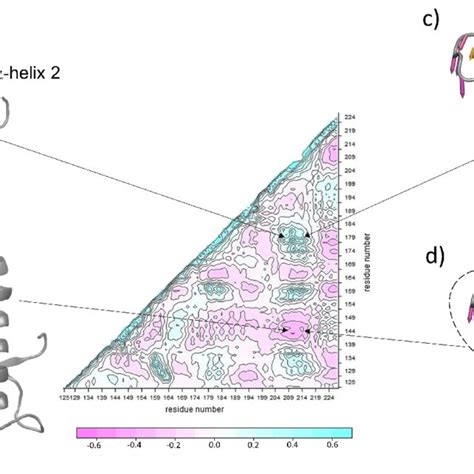 Dynamic Cross Correlation Matrix Averaged Over The Nmr Ensemble Of