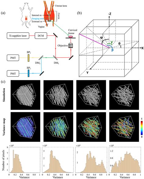 Schematic Of The Sample Preparation Imaging System And Analysis