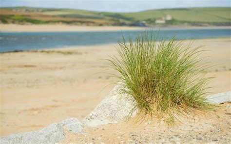 Premium Photo Beach Landscape