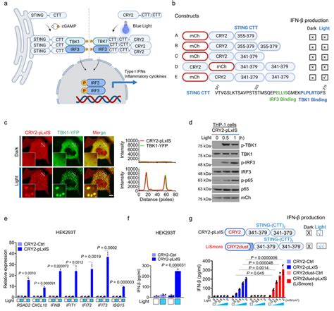Optogenetic Modulation Of The Sting Pathway Using Lismore A Schematic