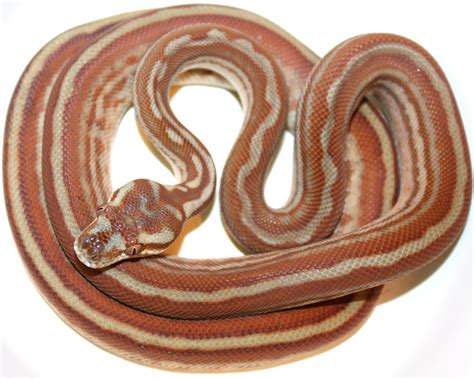 Hypo Genetic Striped Bredli Female Centralian Carpet Python By Inland
