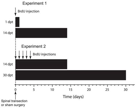 Schematic Diagrams Showing The Experimental Design Experiment 1