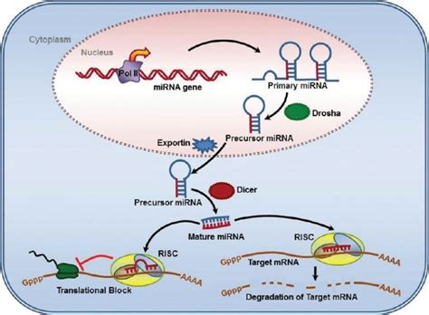 Microrna Biogenesis And Rna Induced Gene Silencing Transcription Of Download Scientific