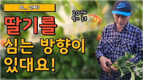 딸기 심는 방법 ㅣ 딸기 키우기 딸기 농사 짓는 법 Youtube