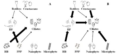 Schematic Representation Of The Best Models Selected By The Akaike