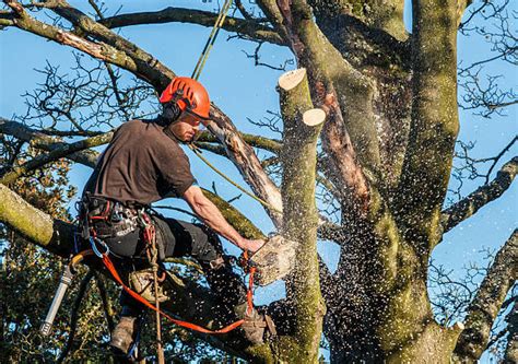 Tree Cutting Services The Cost Of Cutting Trees Near Me