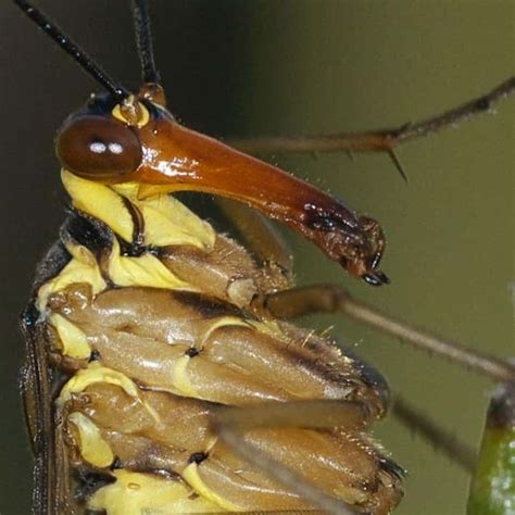 15 Things About Scorpionflies The Most Terrifying Insect Ive Seen
