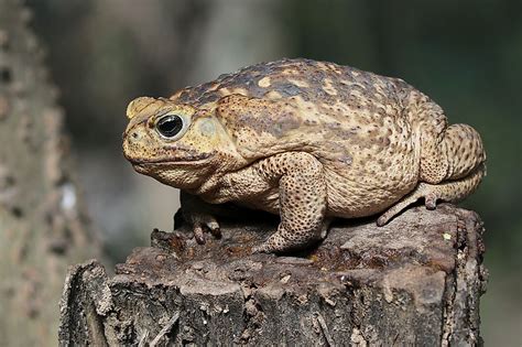Largest Cane Toad