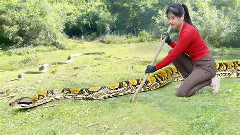 Harvesting Bamboo Shoots And Suddenly Facing A Giant Python Processing