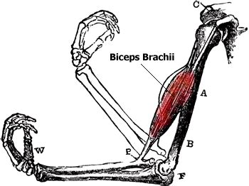 Anatomy Of The Biceps Muscles Biceps Brachii