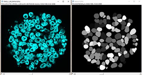 3d Objects From 2d Cellpose Labels Image Analysis Imagesc Forum