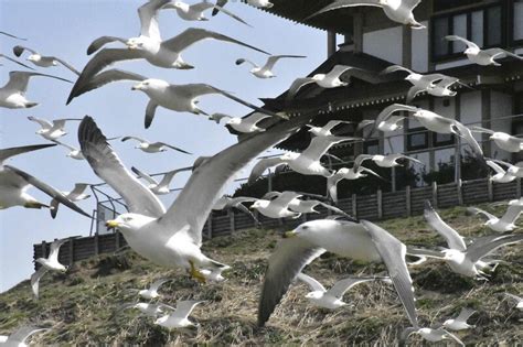 春告げるウミネコの鳴き声八戸蕪島なびたび北東北