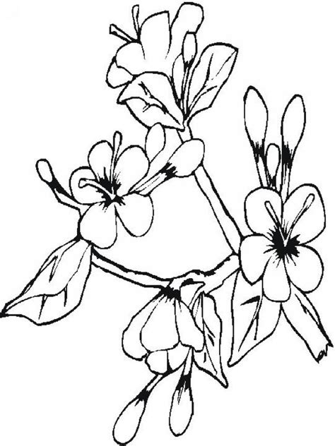 Sampaguita Flower Drawing At Explore Collection Of Sampaguita Flower Drawing