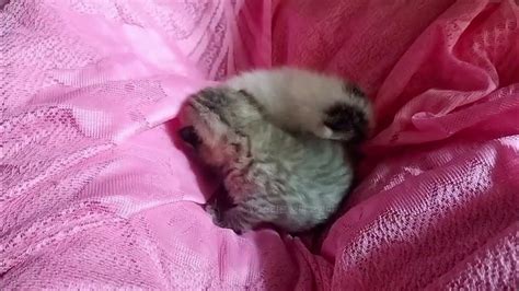 새끼 고양이 2마리가 엄마를 잃었습니다 Youtube