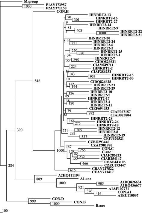 Phylogenetic Relationships Based On Reverse Transcriptase Gene