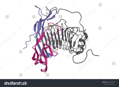 Structure Folliclestimulating Hormone Color Complex Entire Stock Illustration 1838199949