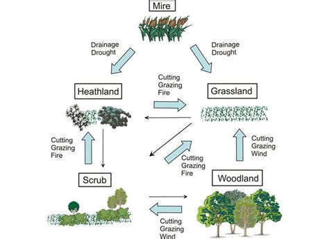 Ecosystem Diagram Fig Schematic Diagram Indicating The Different Ecosystem States